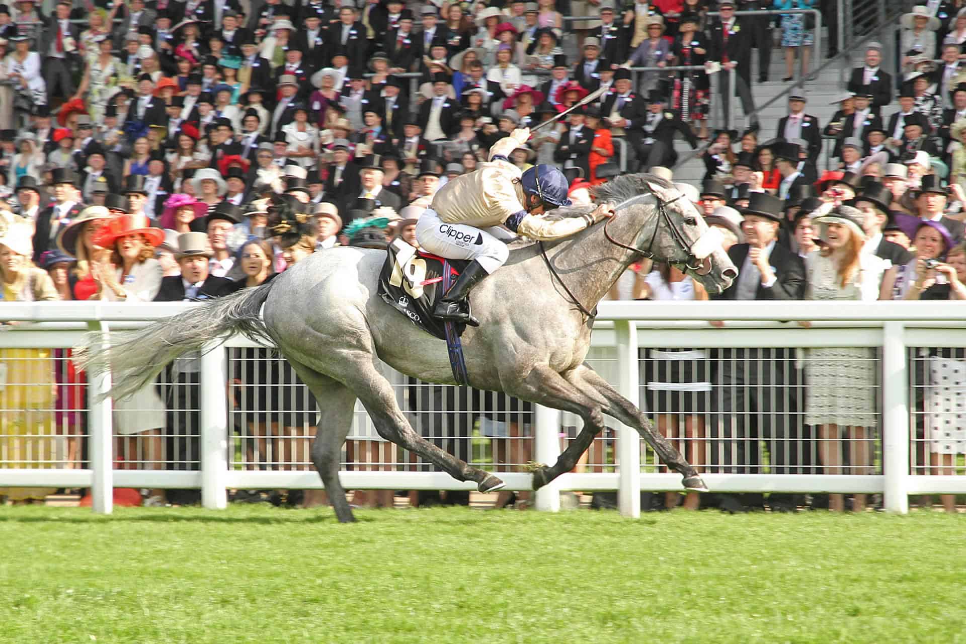 Horse Racing Syndicates | Racehorse Syndicates | Hambleton Racing