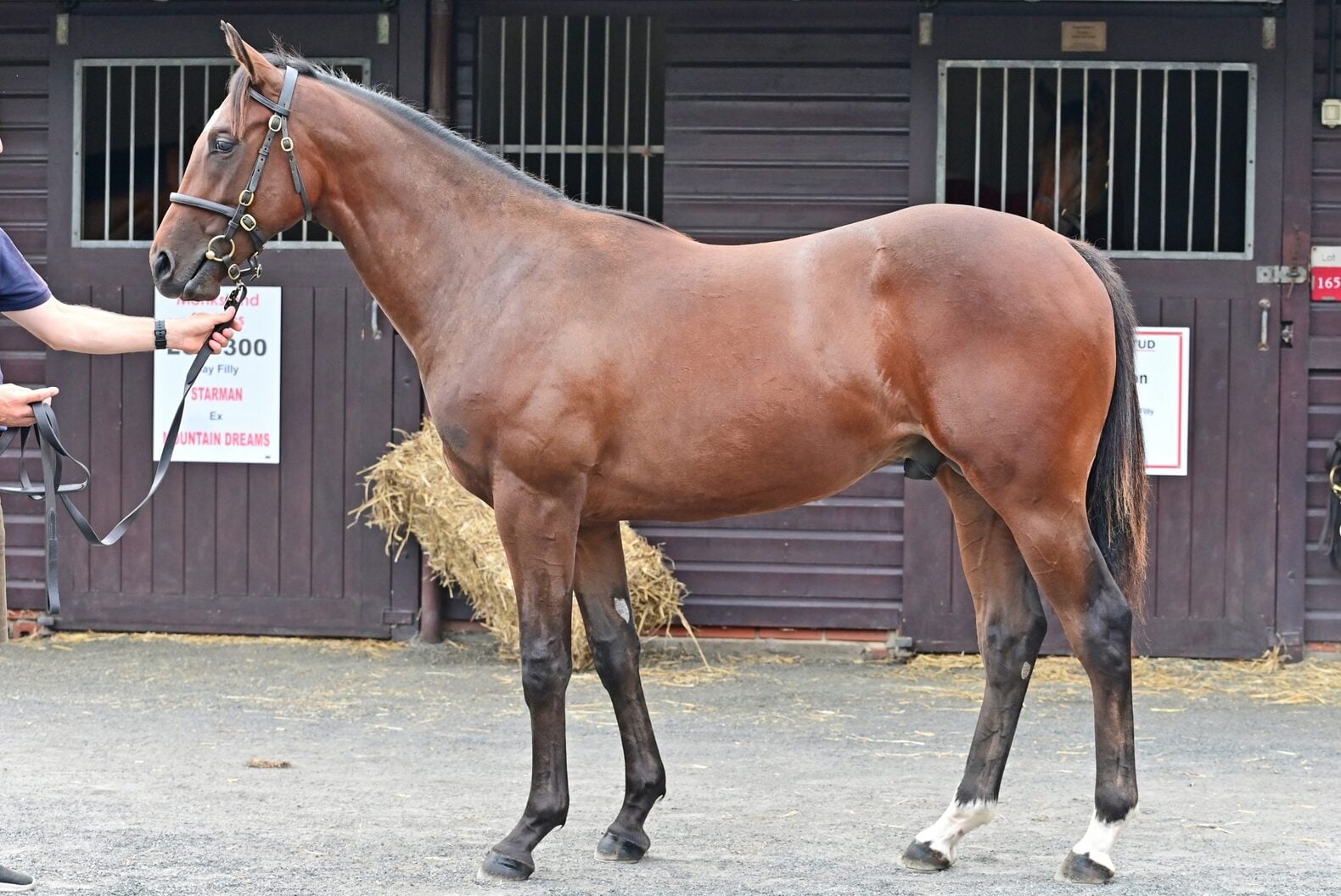 Kevin Ryan Racing | Racehorse Shares | Hambleton Racing