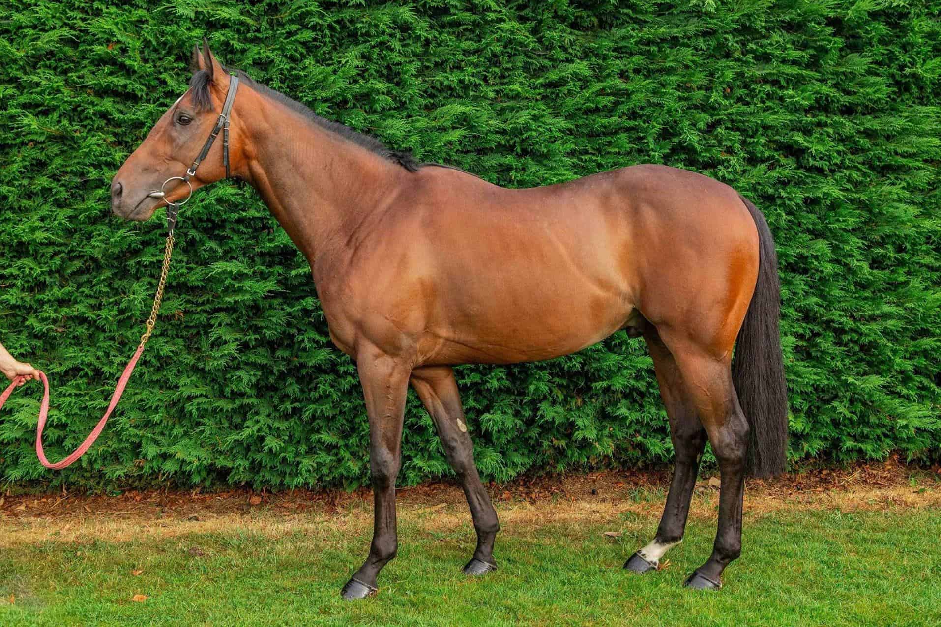 Karl Burke | Racehorse Trainer at Spigot Lodge, Middleham